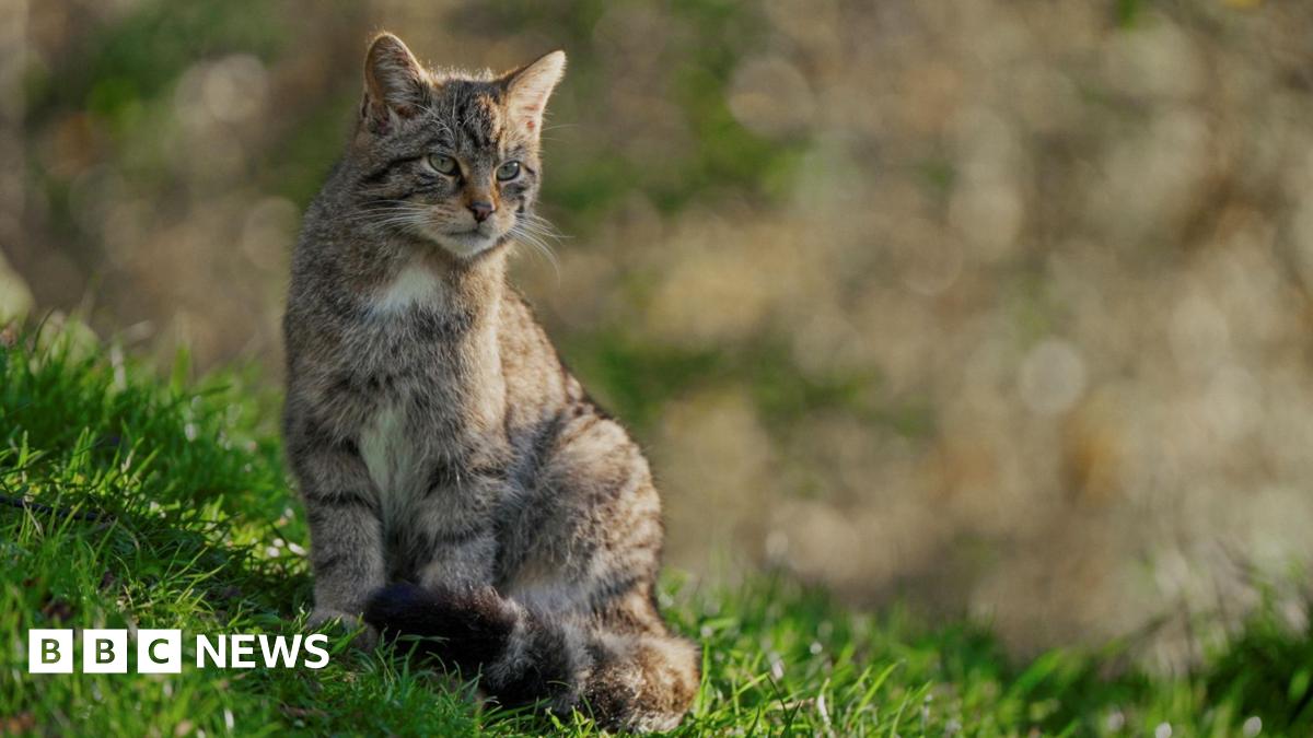 Scottish Wildcat project seeks new backers due to Brexit - BBC News