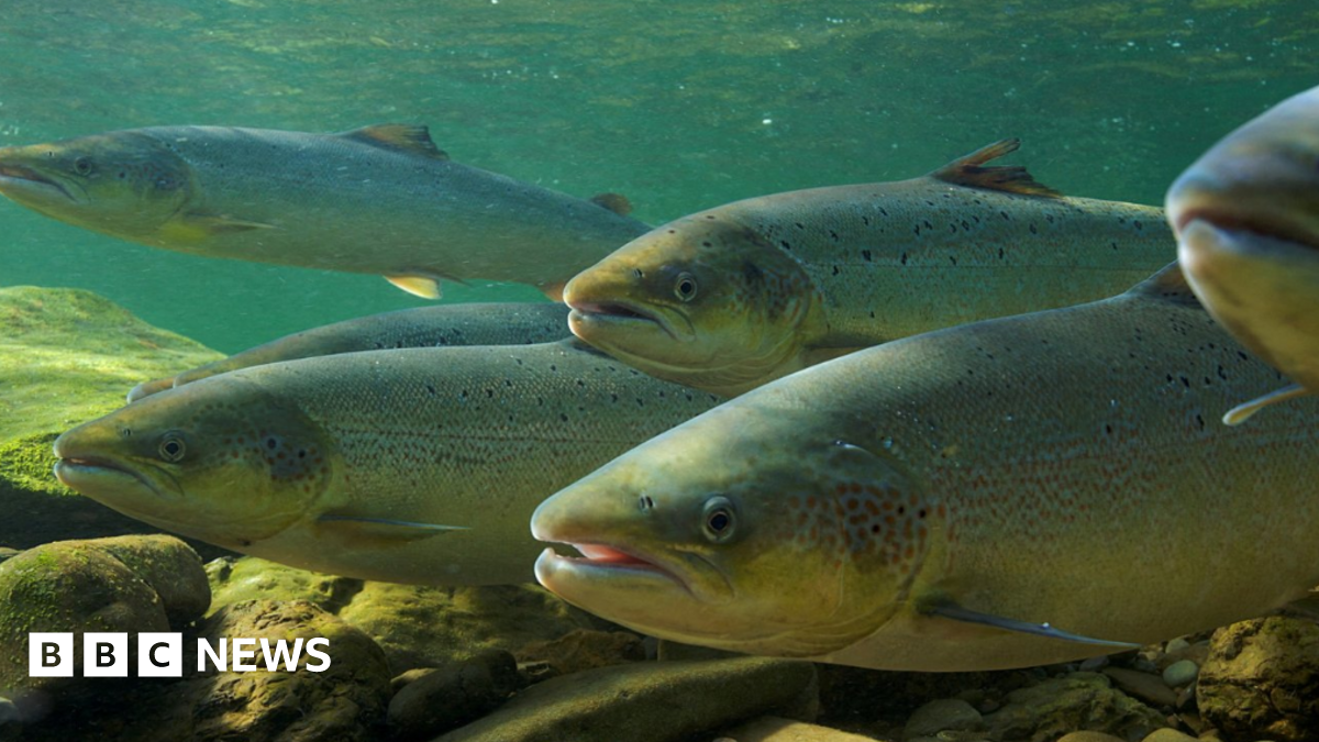 More than 2,000 fish killed in river pollution - BBC News
