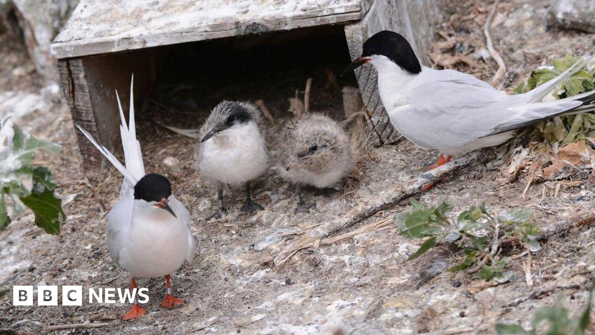 Hopes Coquet Island's roseate tern colony on mend after bird flu - BBC News