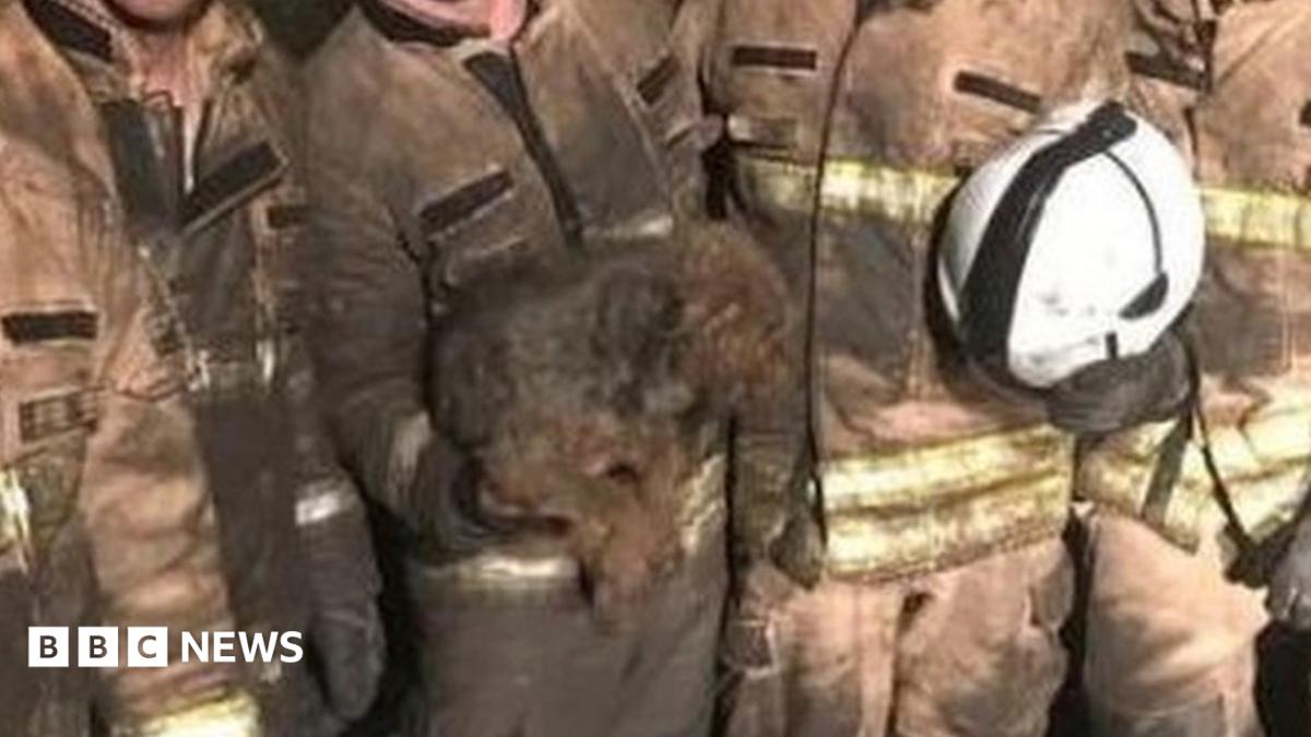 Dog rescued in Brecon Beacons after two days underground - BBC News