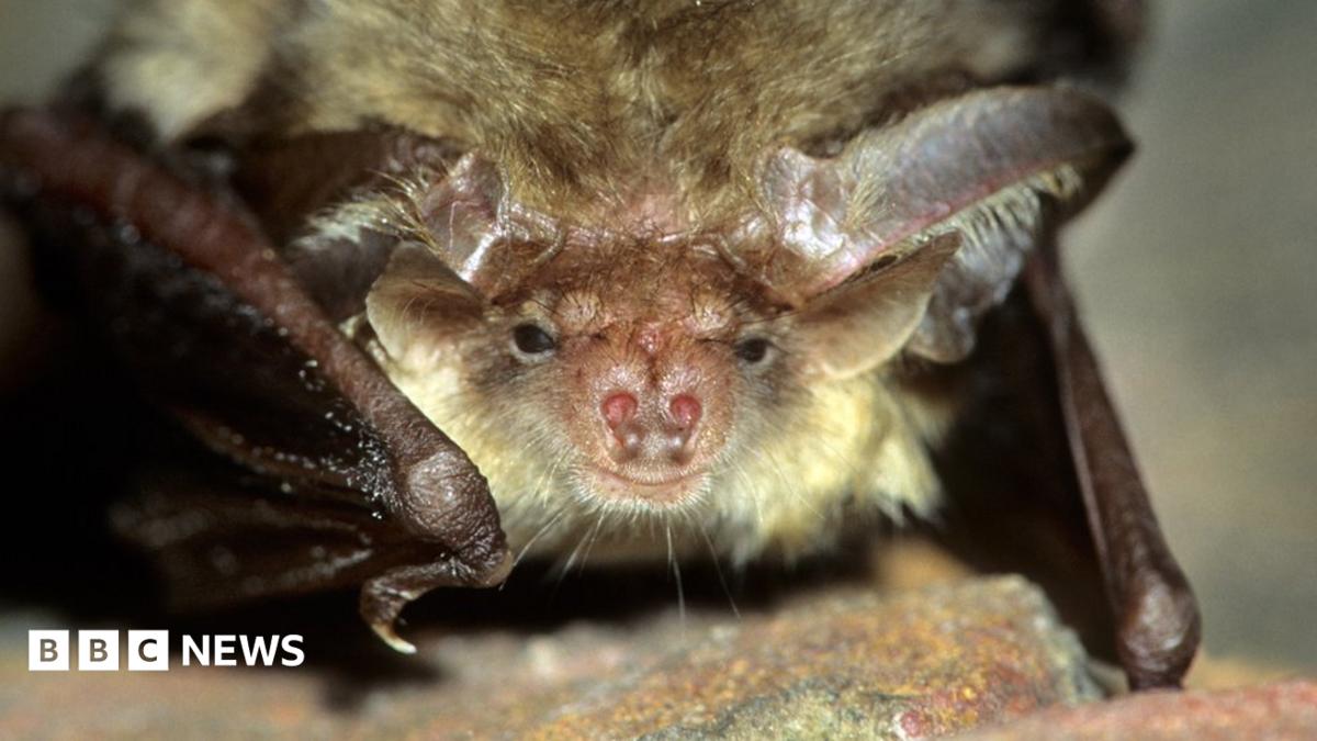 Rutland church hosts event to mark end of £5m bat scheme - BBC News