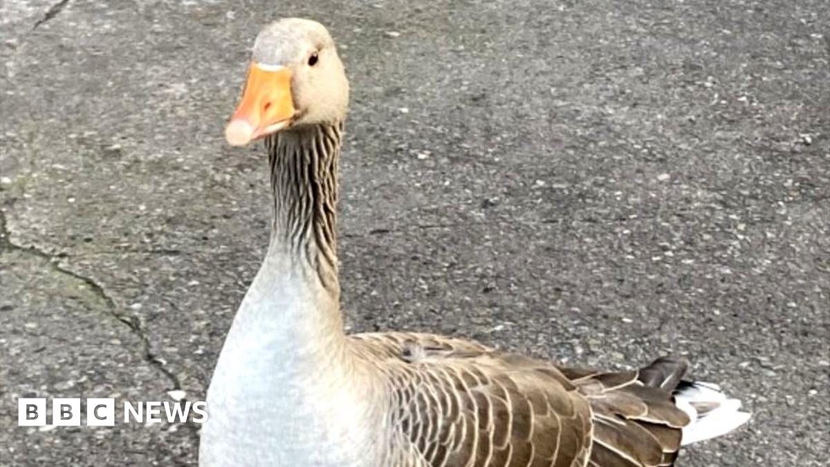 Goose cable strike leaves thousands without power - BBC News