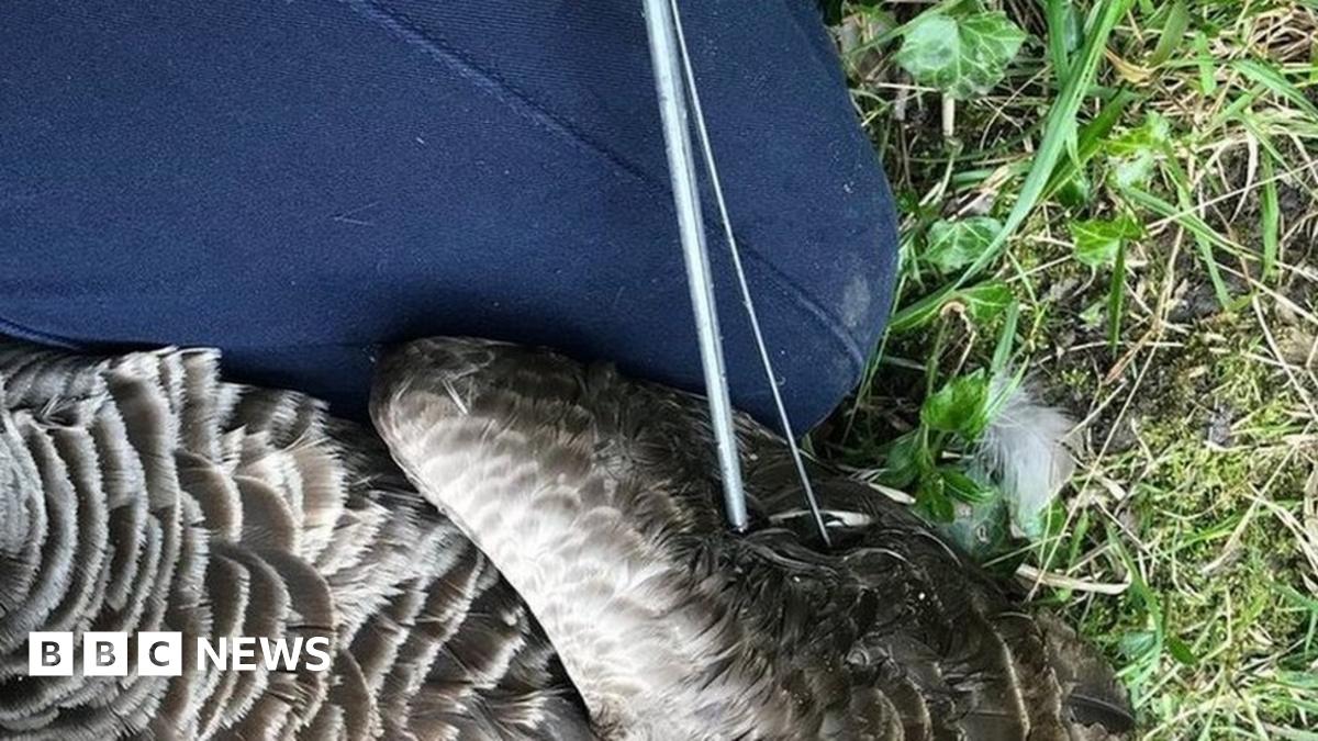 Goose shot through wing with arrow in Derbyshire - BBC News