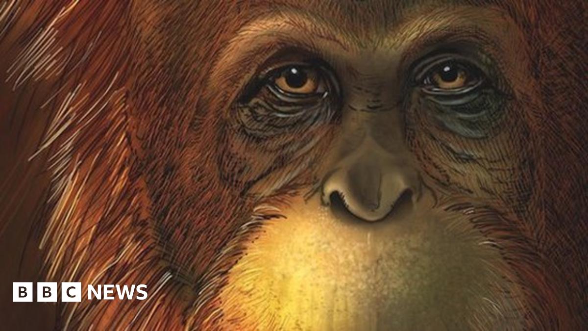 Secrets of the largest ape that ever lived - BBC News