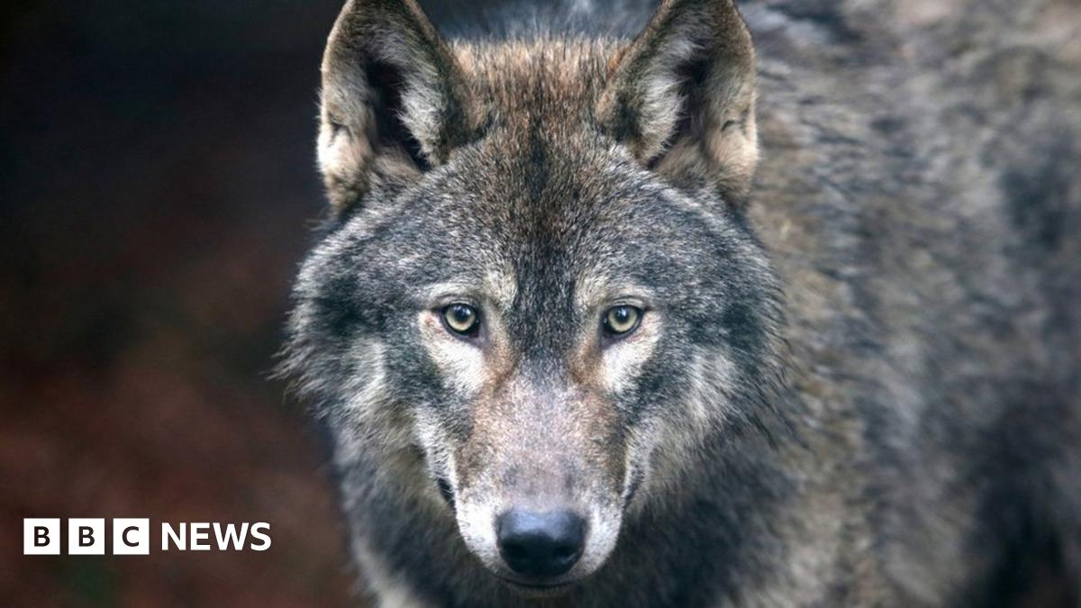 Denmark to tag wild wolves after shooting row - BBC News