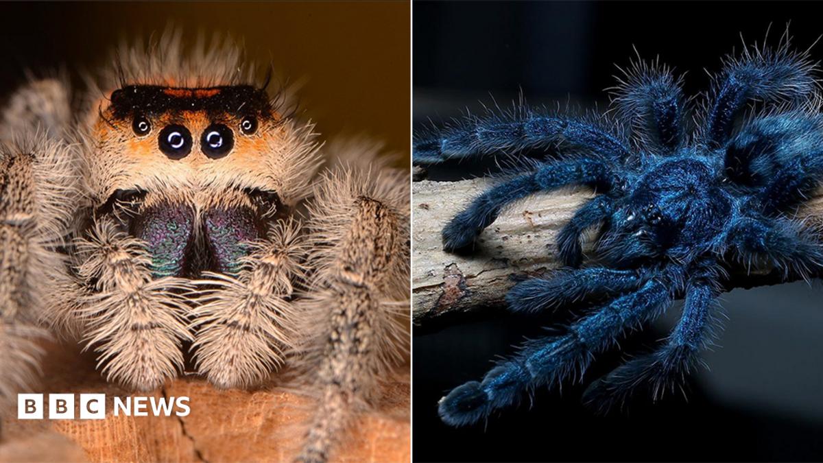 Police find exotic spiders stolen from Northallerton pet shop - BBC News