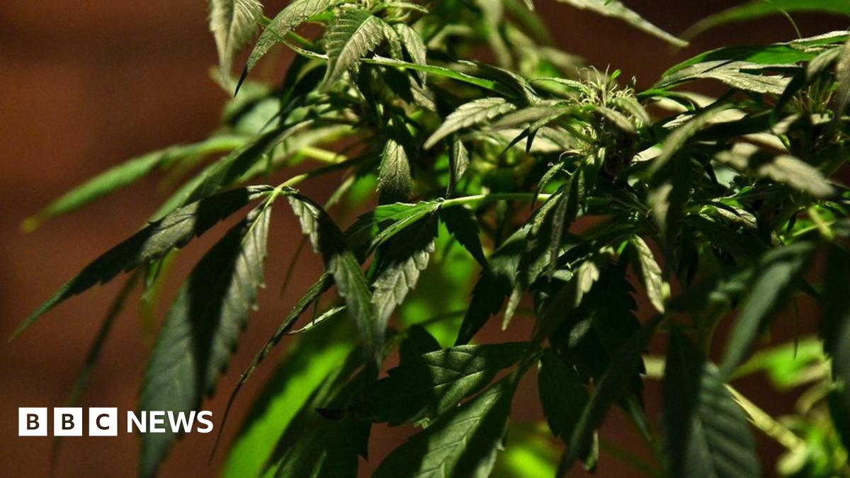 Colombia fully legalises medical marijuana - BBC News
