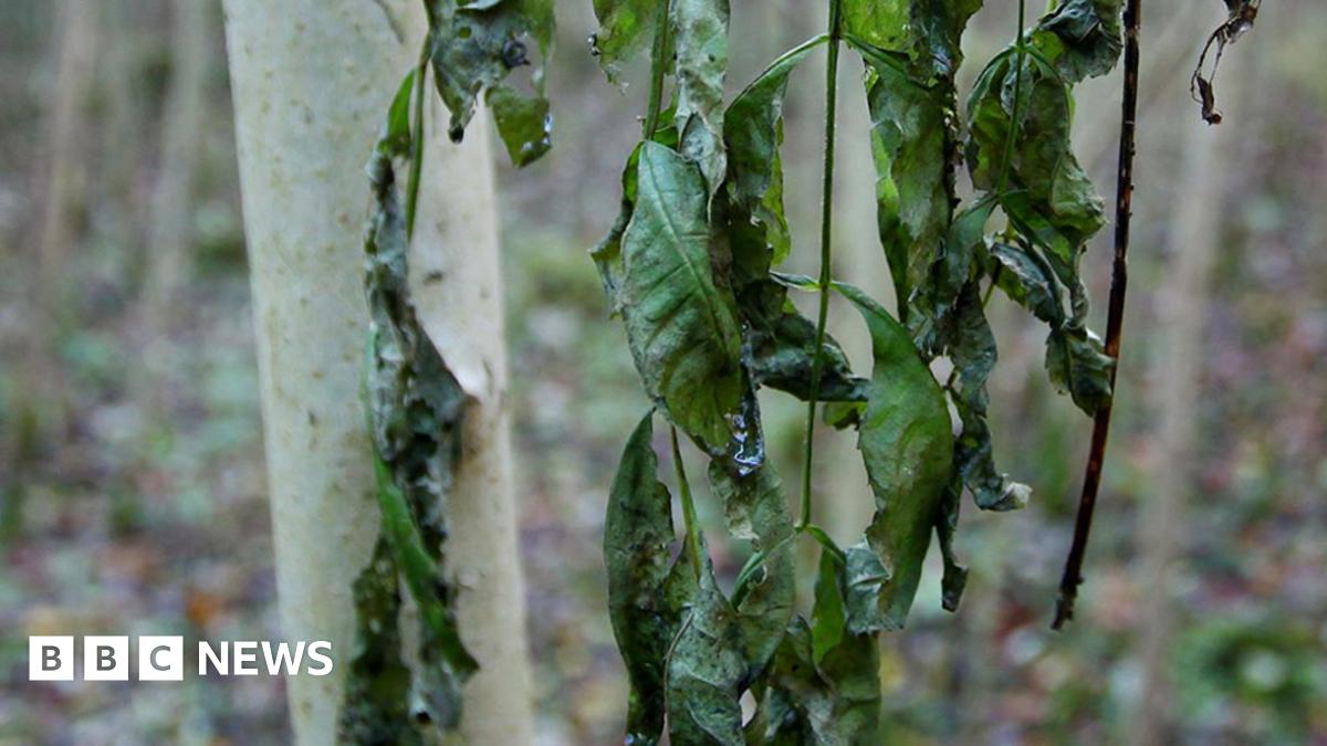 Thousands of Worcester's trees could be lost in disease fight - BBC News