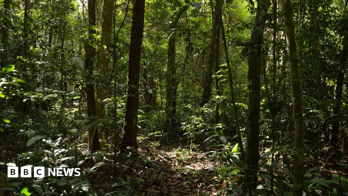 Deforestation 'fast outstripping' regrowth, say Bristol scientists ...