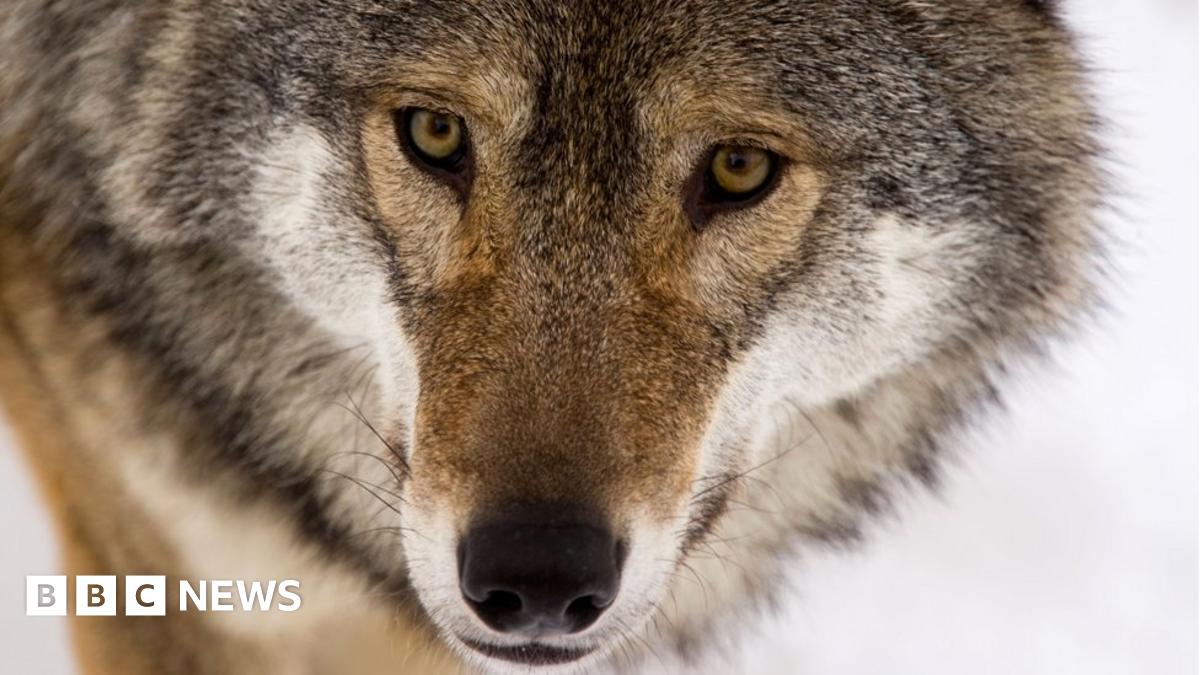 The place where wolves could soon return - BBC News