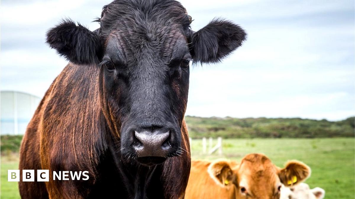 Anglesey farm theft sees herd of 14 cows stolen from shed - BBC News