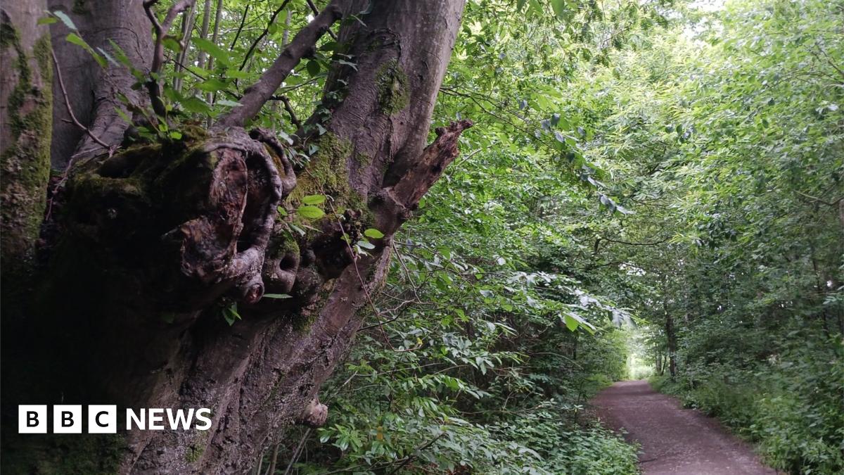 Kent quarry will destroy rare ancient woods - charity - BBC News