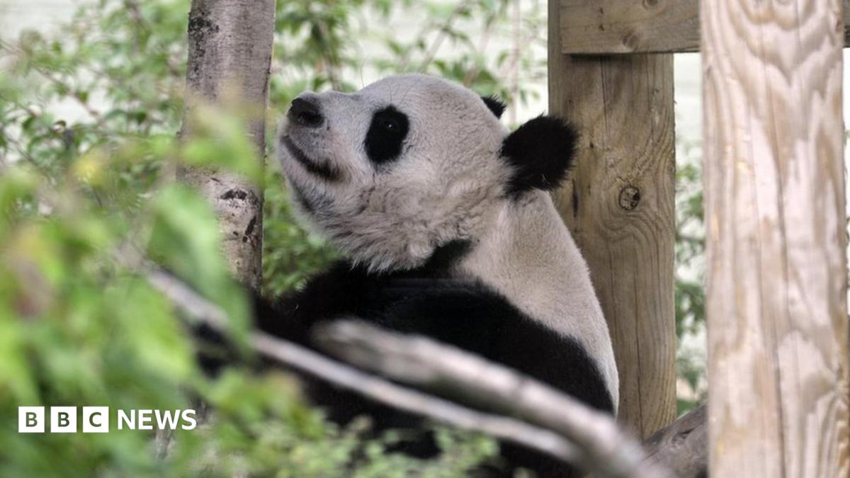 Edinburgh scientists to study panda faeces to aid conservation - BBC News