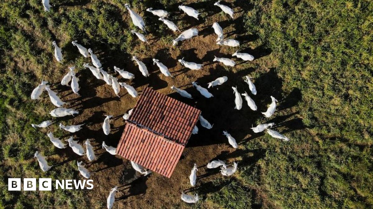 Amazon rainforest: Deforestation in Brazil at six-year low - BBC News