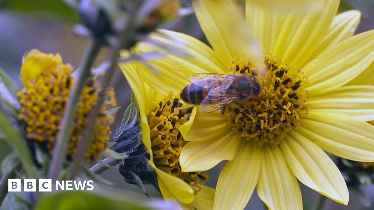 Can listening to bees help save them - and us? - BBC News
