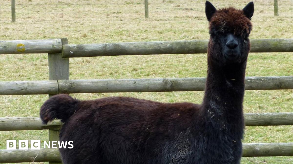 Farmer loses High Court bid to save alpaca - BBC News