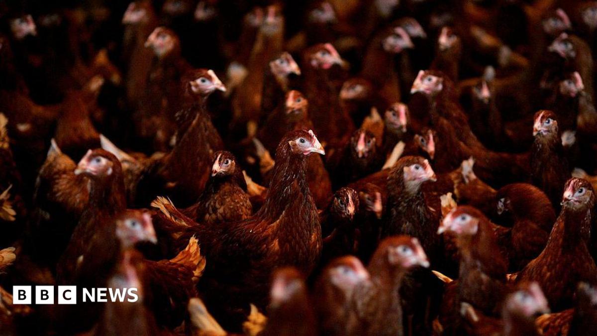 Bird flu: Farmer's call to vaccinate chickens to stop spread - BBC News