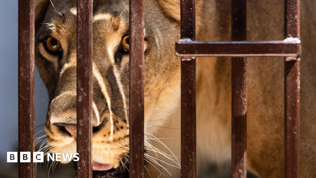 Smarden: First Ukrainian lion arrives at the Big Cat Sanctuary - BBC News