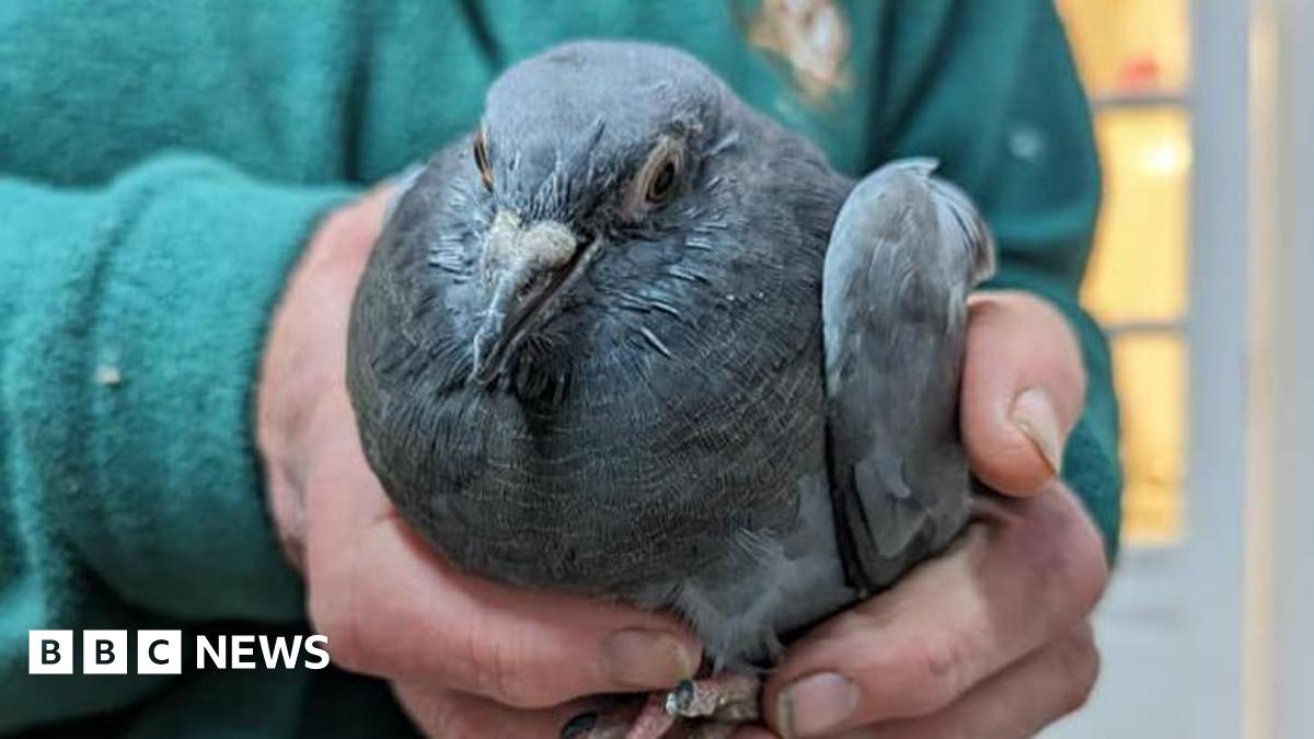 The volunteers saving Glasgow pigeons' feet from litter - BBC News