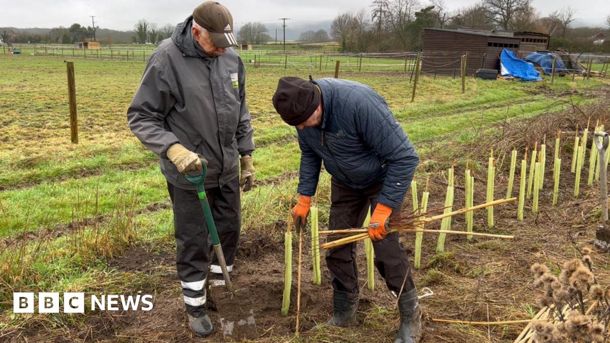 Campaign to Protect Rural England planting hedgerows in Birling - BBC News