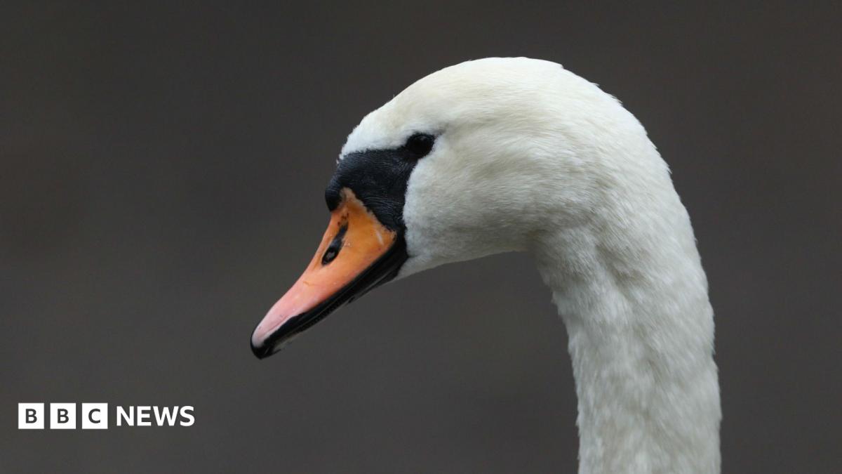 Royal swan count begins after species decline - BBC News