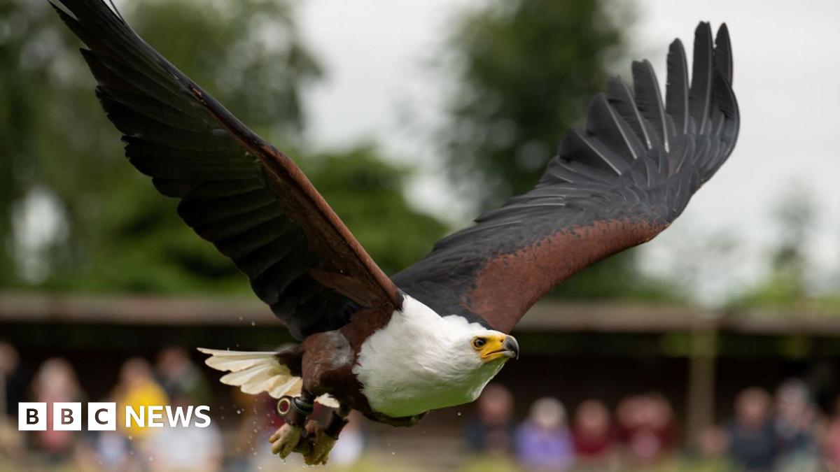 Hawk conservation trust receives grant - BBC News