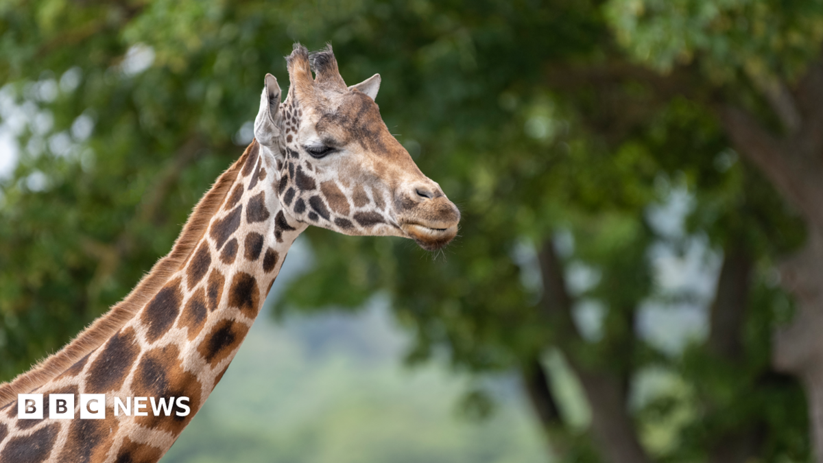 West Midlands Safari Park keepers 'extremely sad' over giraffe's death ...