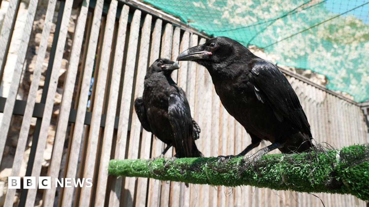 Tower of London: Two new raven chicks move into their new home - BBC News