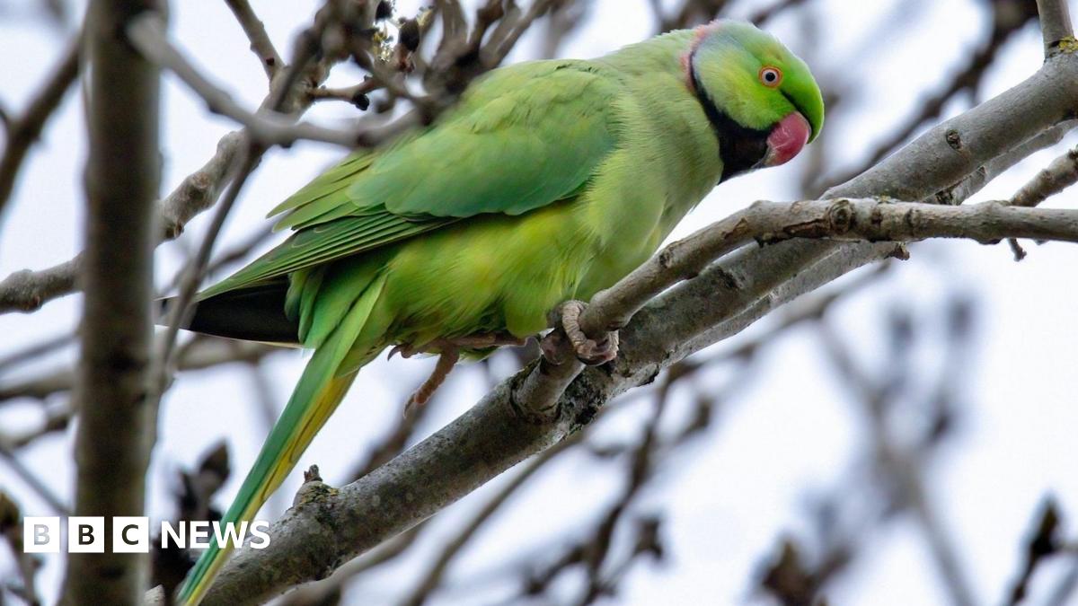 Parakeets: Why are parrots living in a park in Belfast? - BBC News