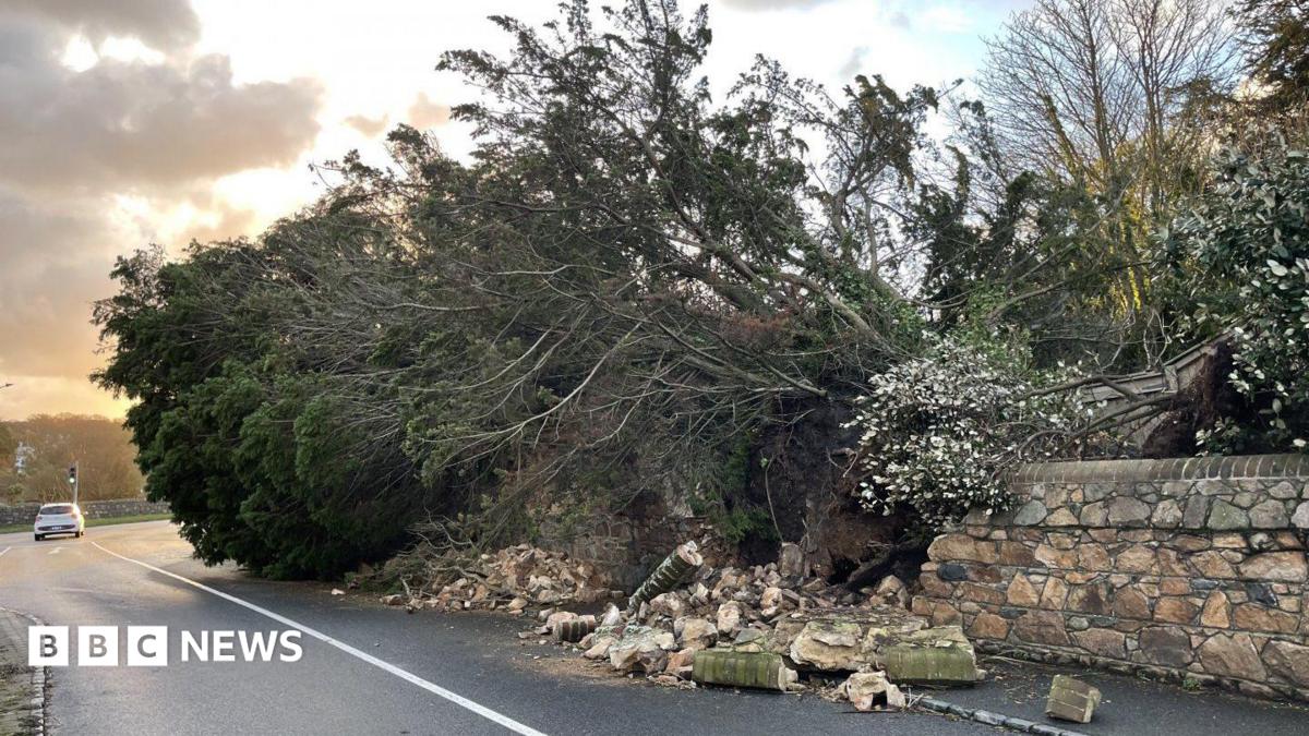 Guernsey tree appeal donations a 'great community effort' - BBC News