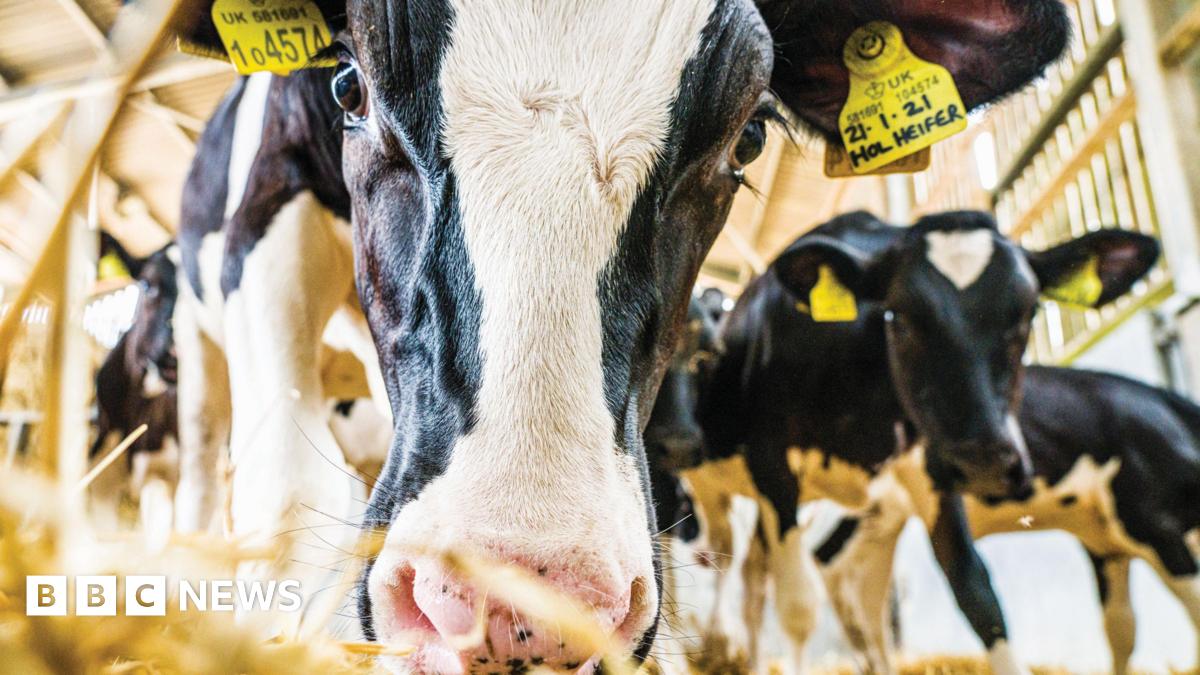 Virtual dairy farm aims to transform industry - BBC News