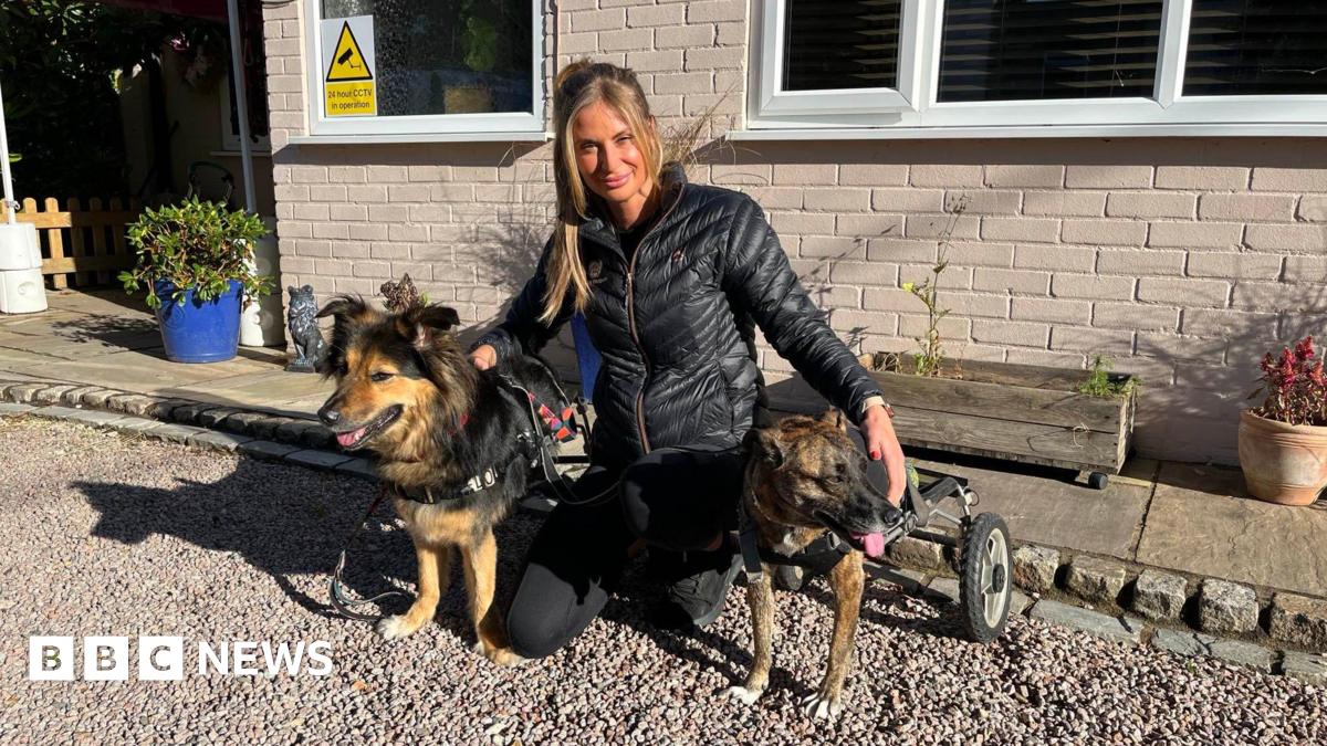 Rescue dogs: Kent paralysed pet charity suffers fall in donations - BBC ...
