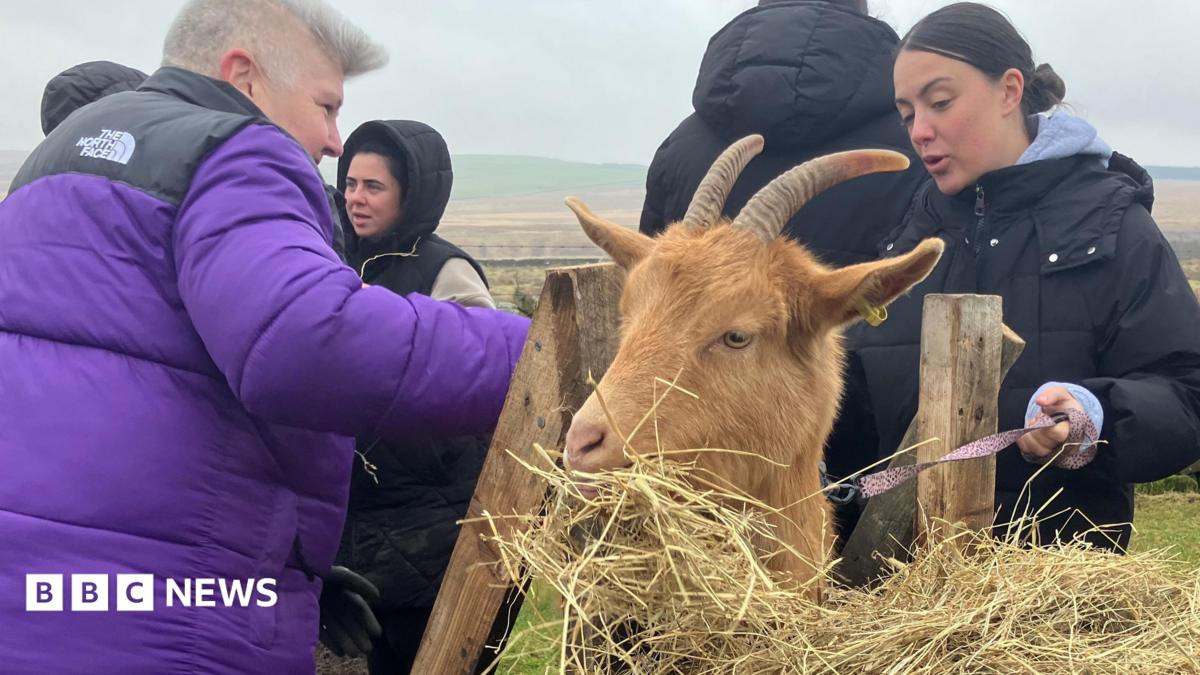 Newcastle women's charity's lockdown farm success in Northumberland ...