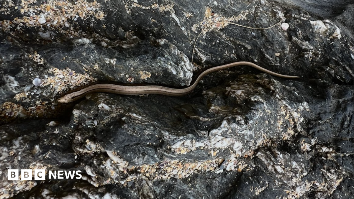 Arlo's speedy snap of slow worm earns him award - BBC News