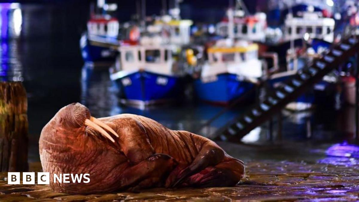 Scarborough Thor the Walrus photograph wins national award - BBC News