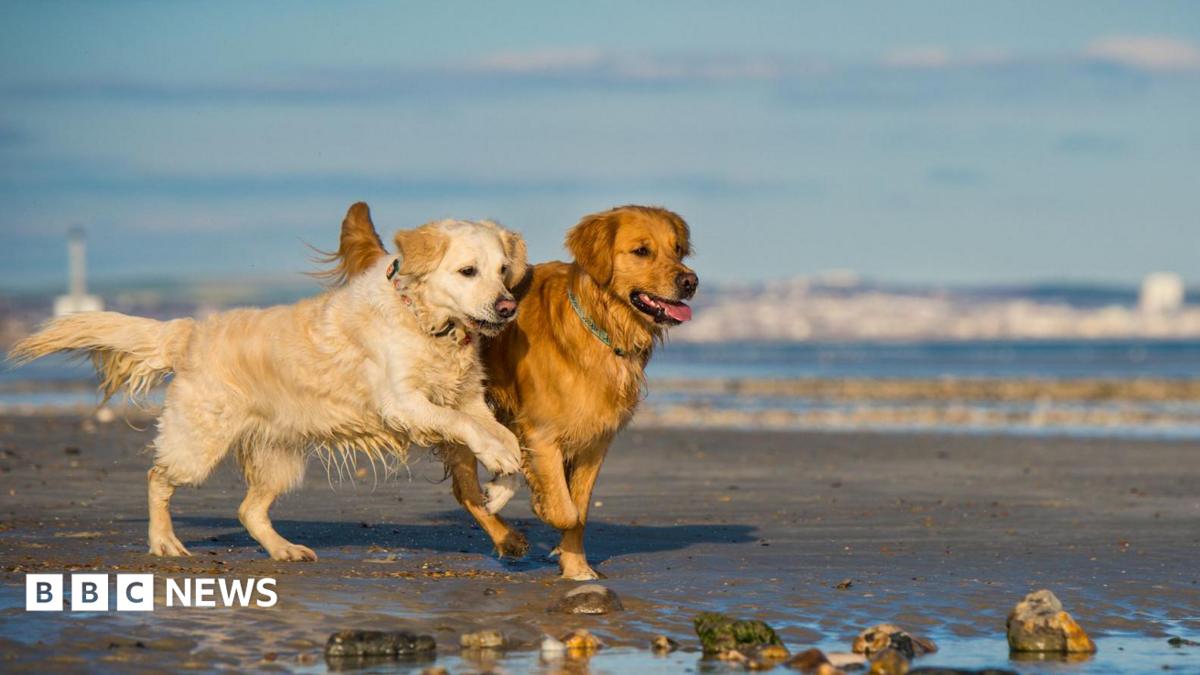Hastings: Petition against council's dog beach ban gains support - BBC News