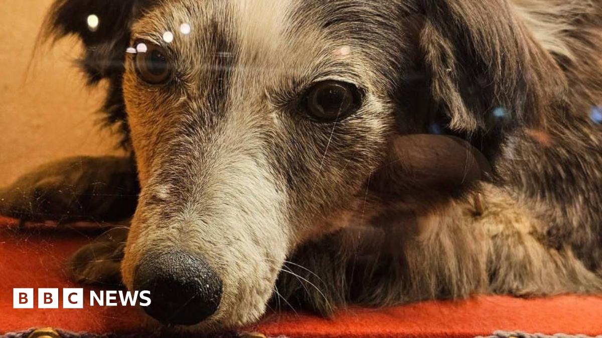 'We've had a dead dog in our Tynemouth Pub wall for decades' - BBC News