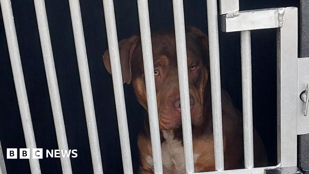 Three 'XL bully type' dogs running loose in Derby detained - BBC News