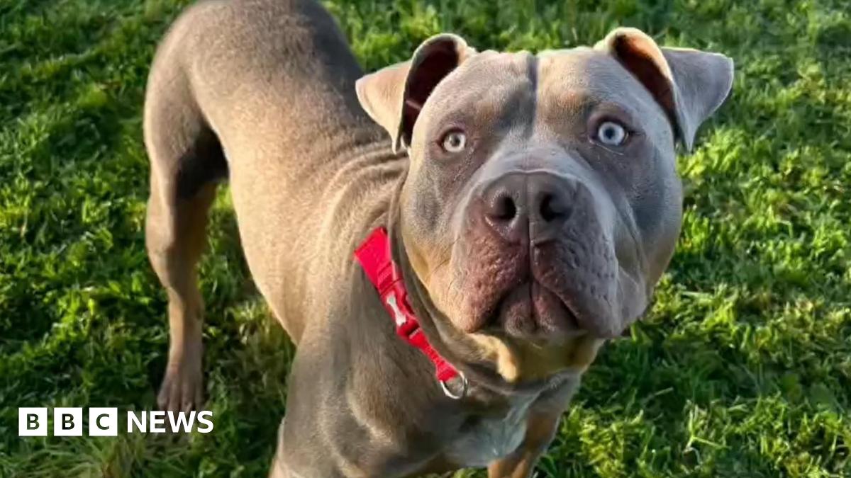 Banned XL bully dog destroyed on safety grounds - BBC News