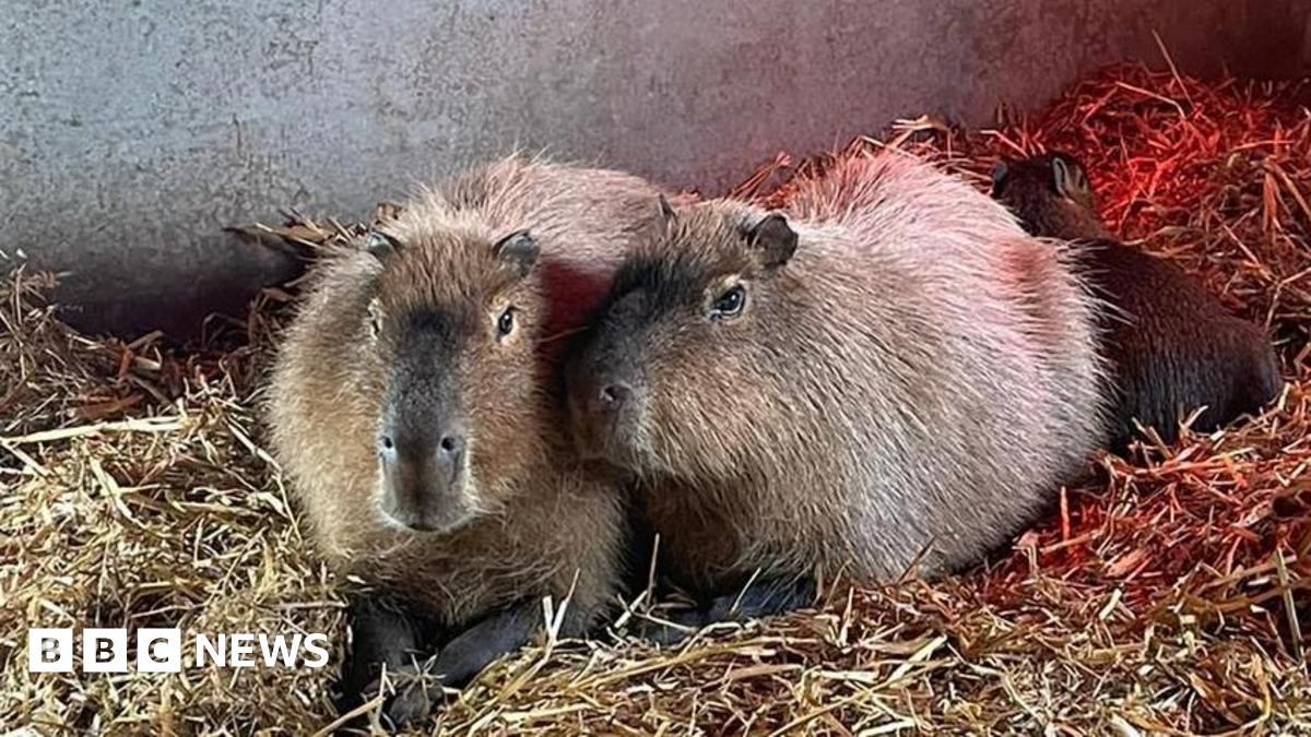 Escaped capybara 'probably living her best life' - BBC News