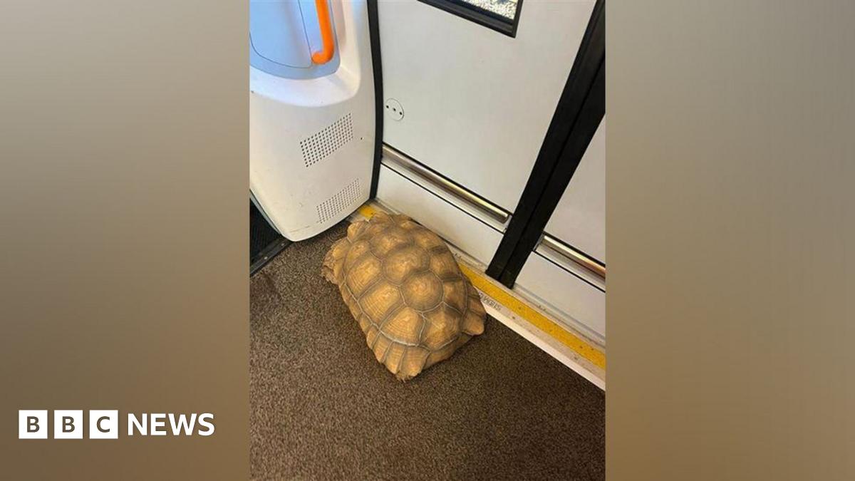 Tortoise on tracks causes rail delays between Ascot and Bagshot - BBC News