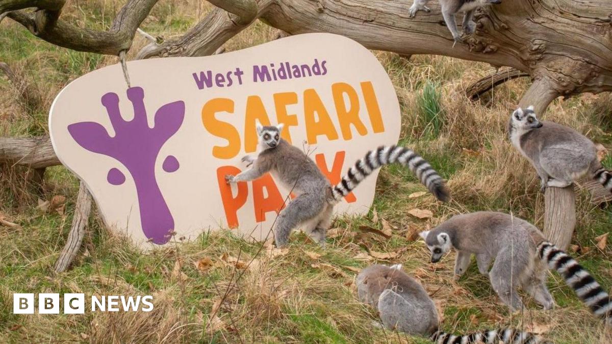 West Midlands Safari Park hosts autism friendly quiet morning - BBC News