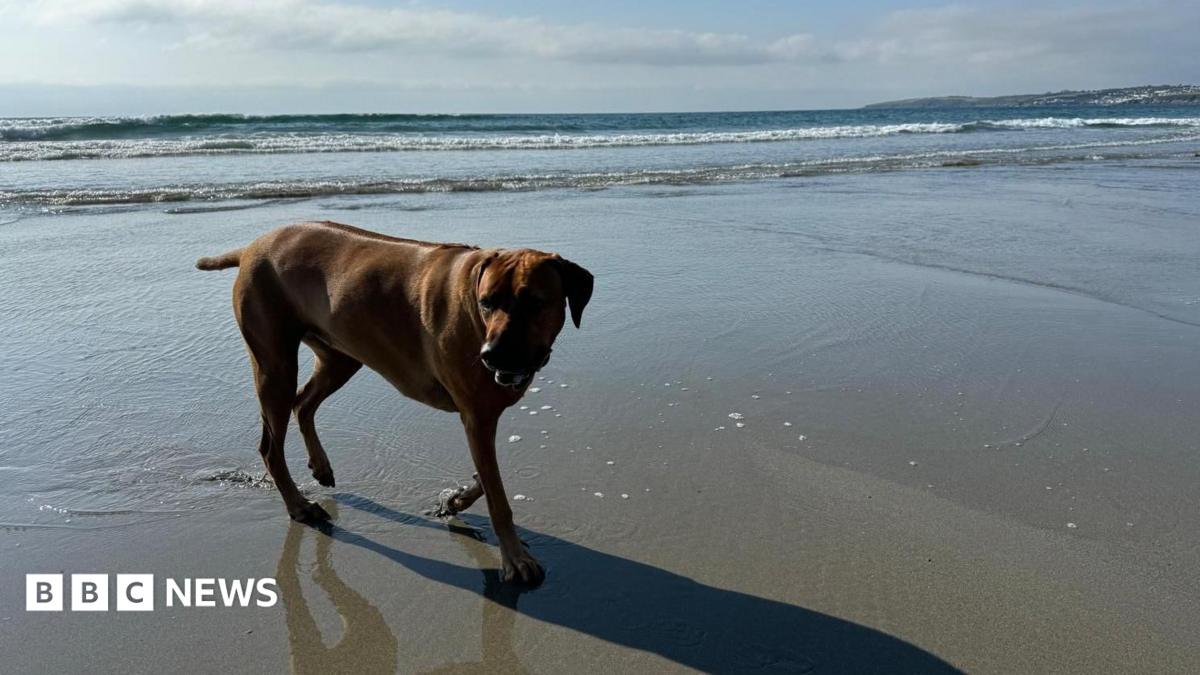 Survey opens into dogs on beaches ban in Alderney - BBC News