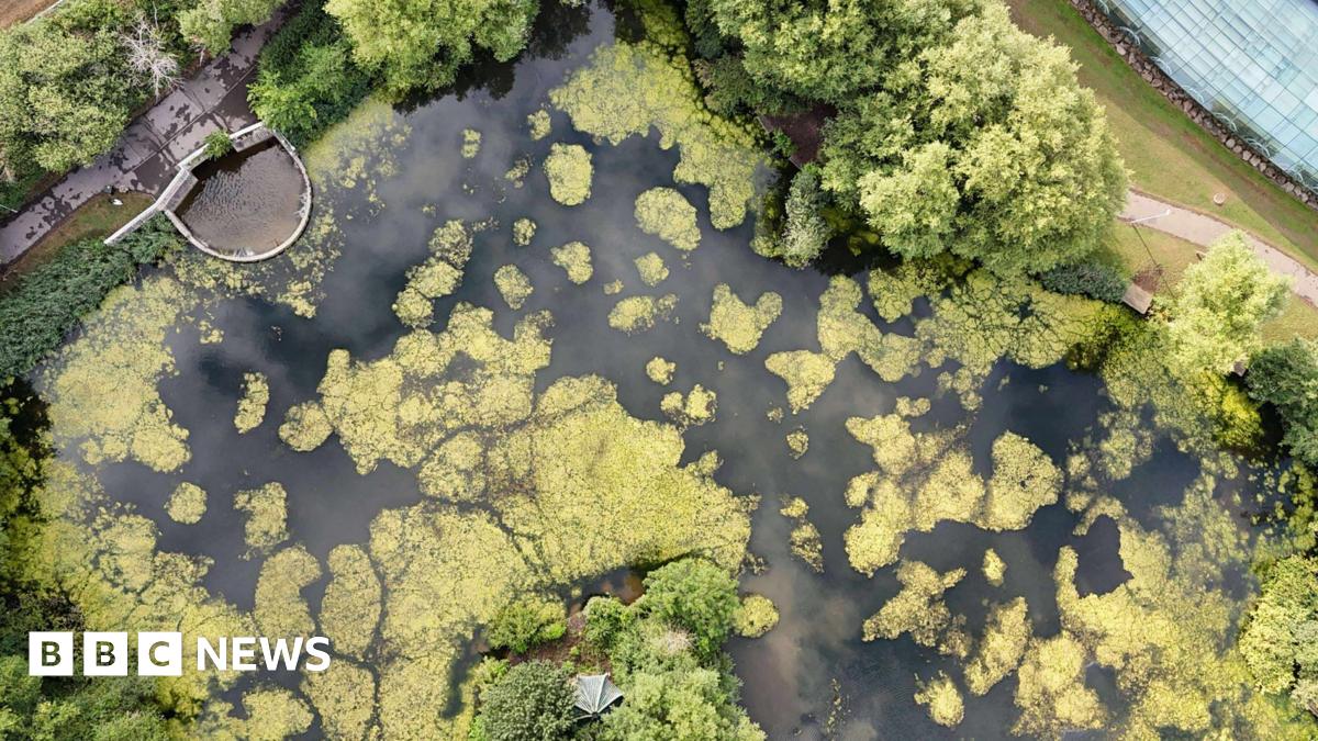 Urgent plea as invasive weed spreads across beauty spot's lake - BBC News