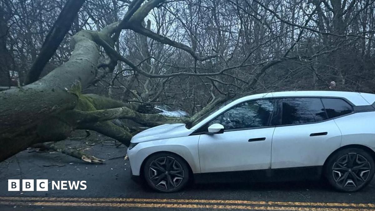 Falling tree smashes into car on Coventry main road - BBC News