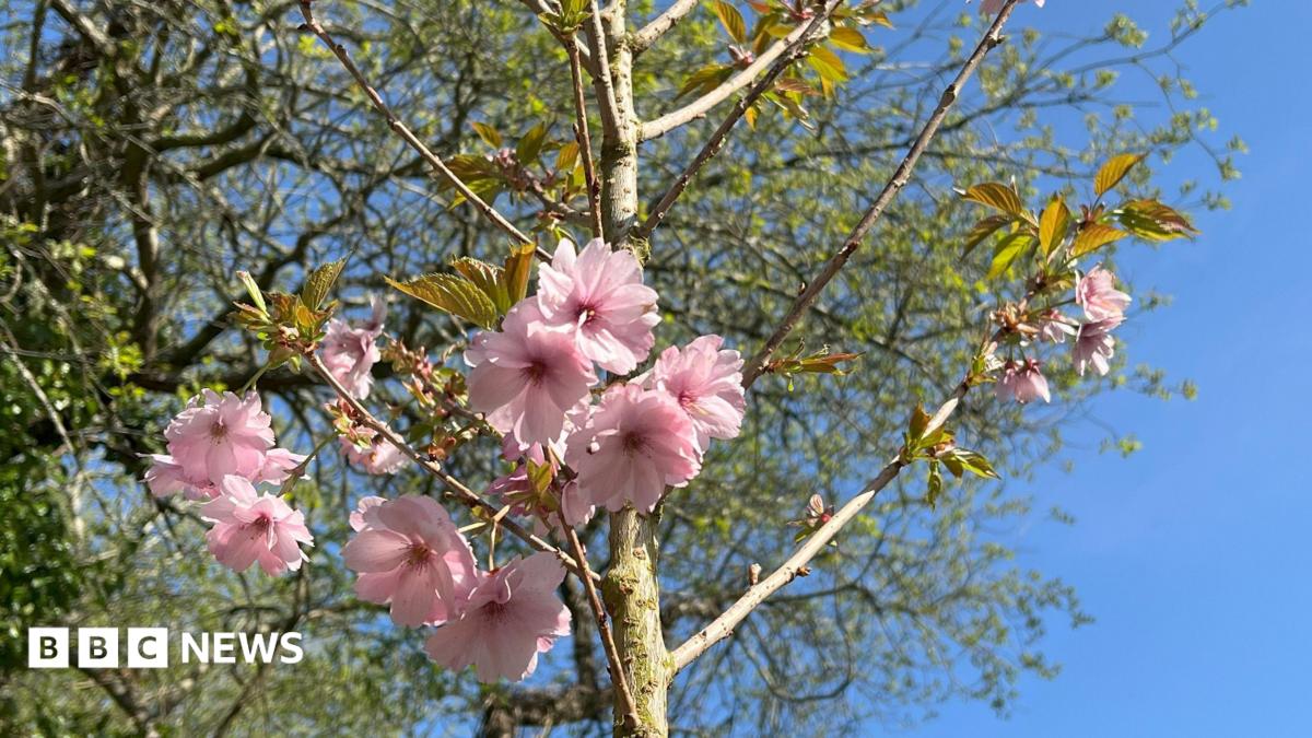 First blossom of new Japanese cherry trees in Jersey - BBC News