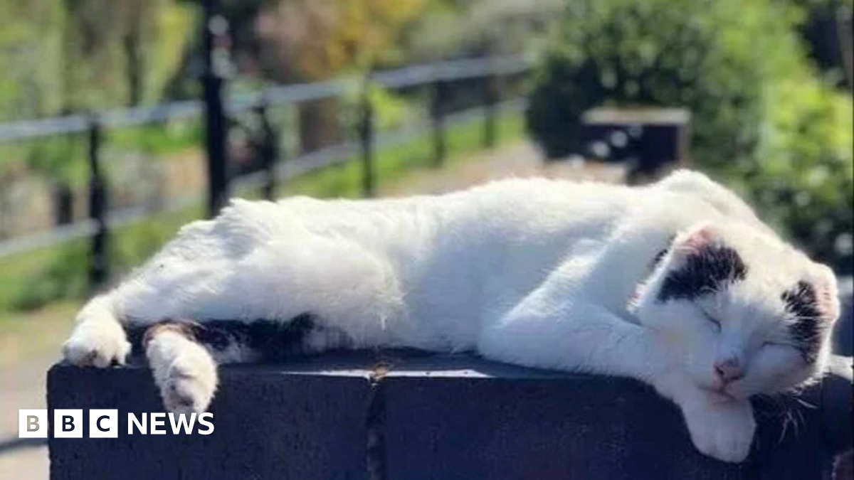 Enfield bridge named after 'legendary' cat Barney - BBC News