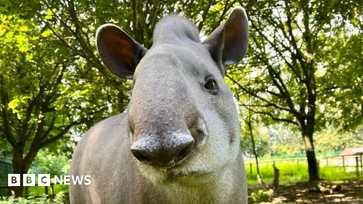 Reaseheath Mini Zoo's 'cherished' tapir, Timmy, put to sleep - BBC News