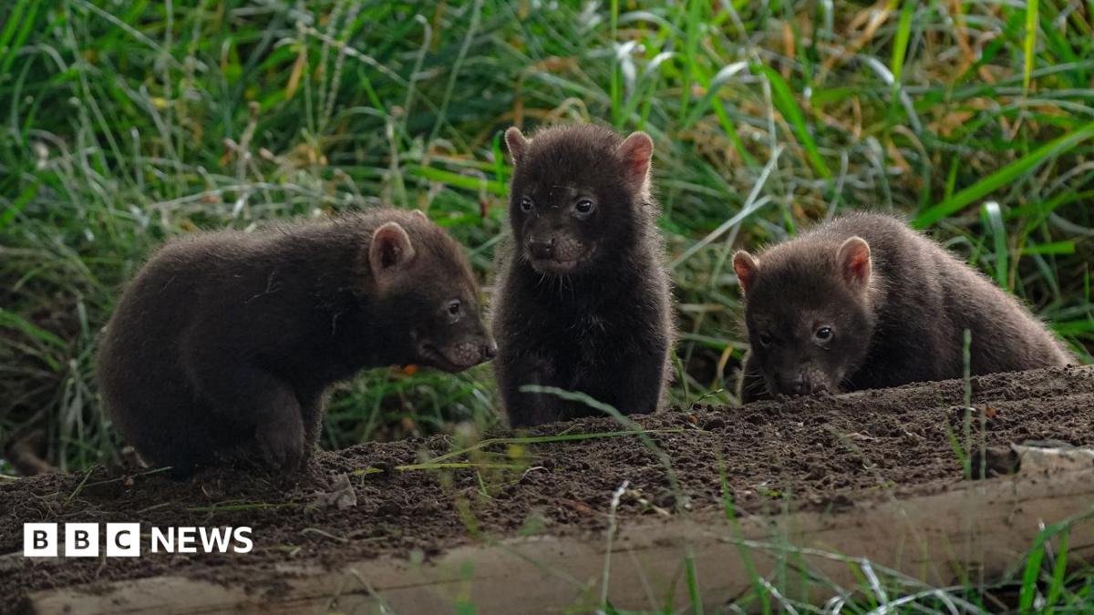Yorkshire Wildlife Park hails 'landmark' birth of bush dog pups - BBC News