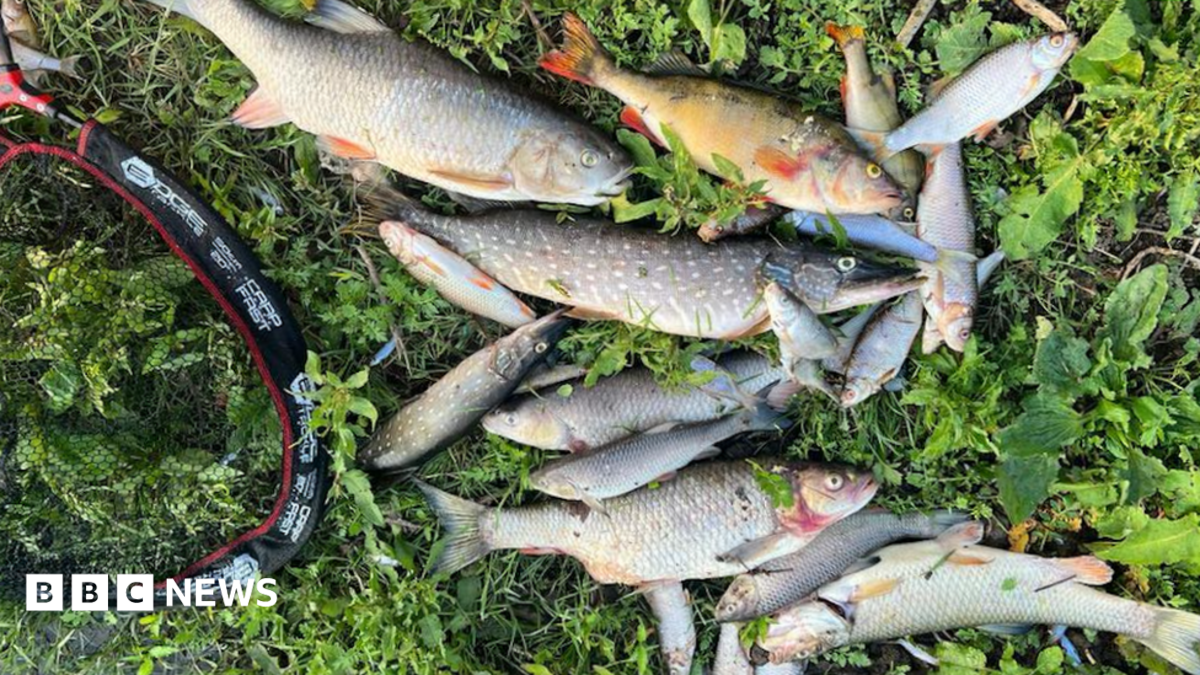 River Avon angling suspended as thousands of dead fish found - BBC News